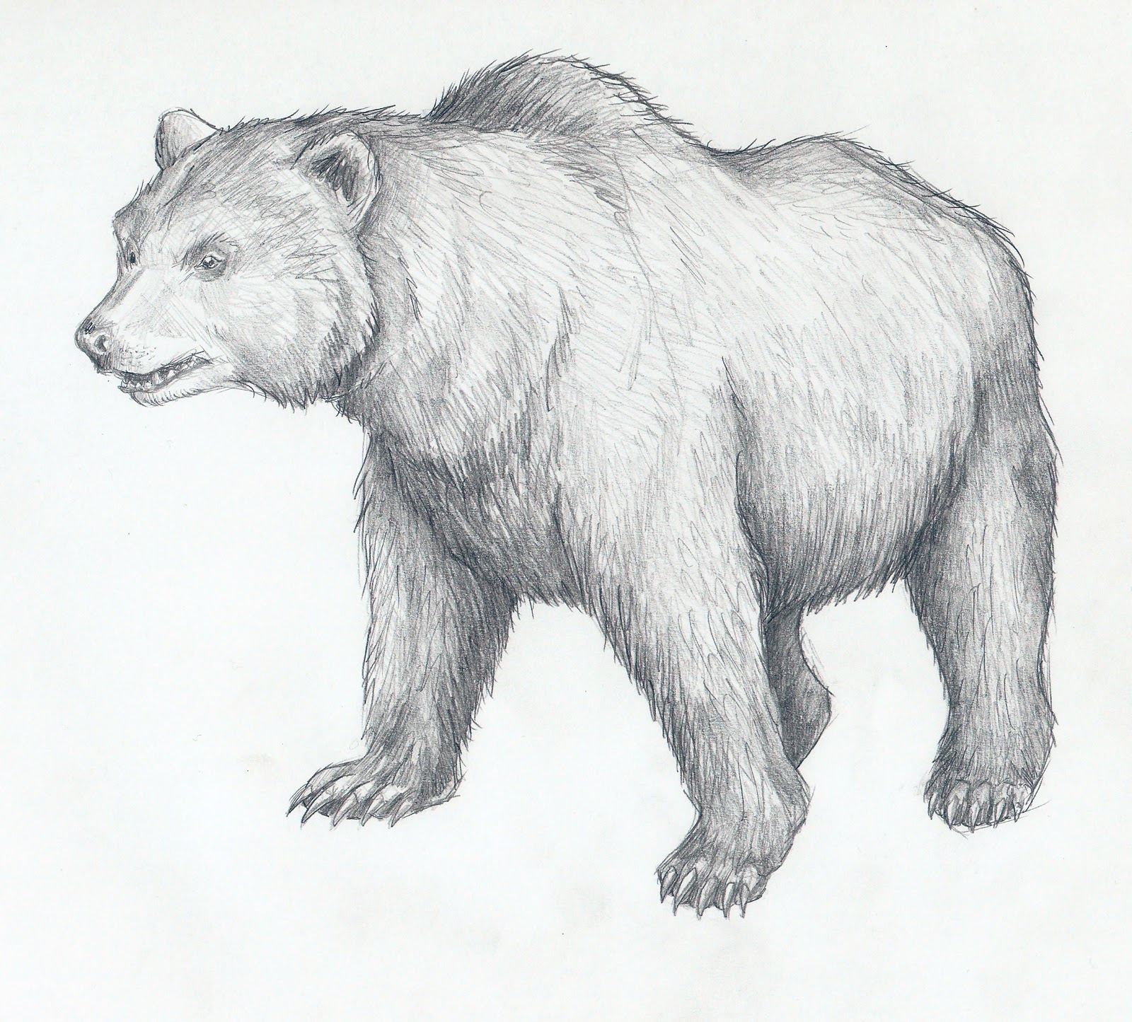 Mihin-rysunki: Niedźwiedź jaskiniowy (Ursus spelaeus)