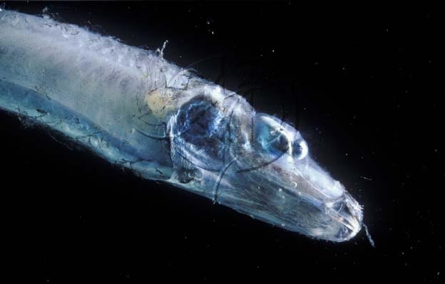 Cabinet of Curiosities: Brownsnout Spookfish