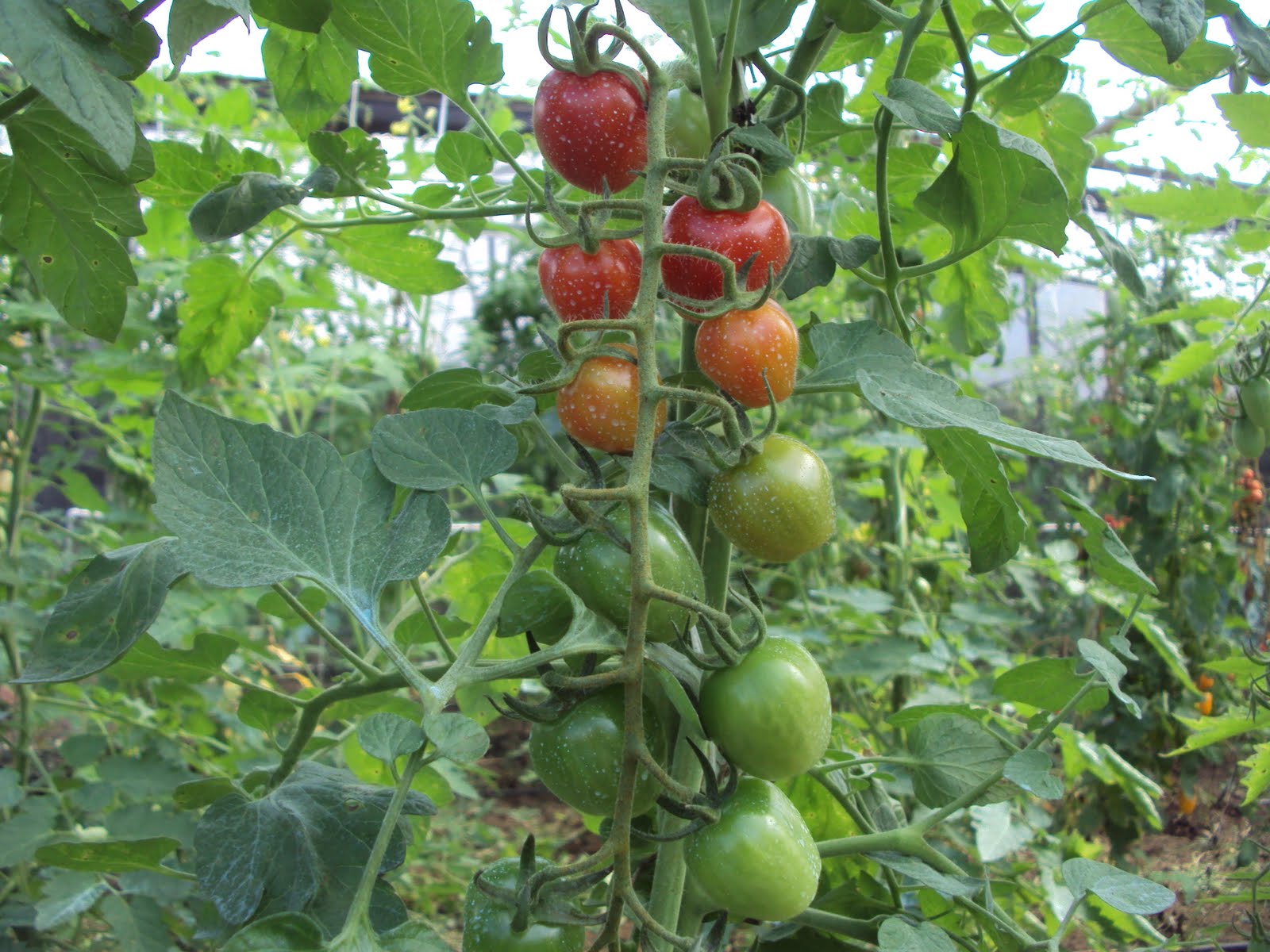 Cambucitros: Tomateiro em estufa - produção orgânica