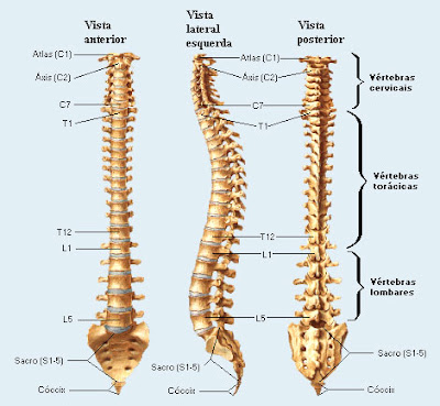 Postura e Coluna: COLUNA VERTEBRAL