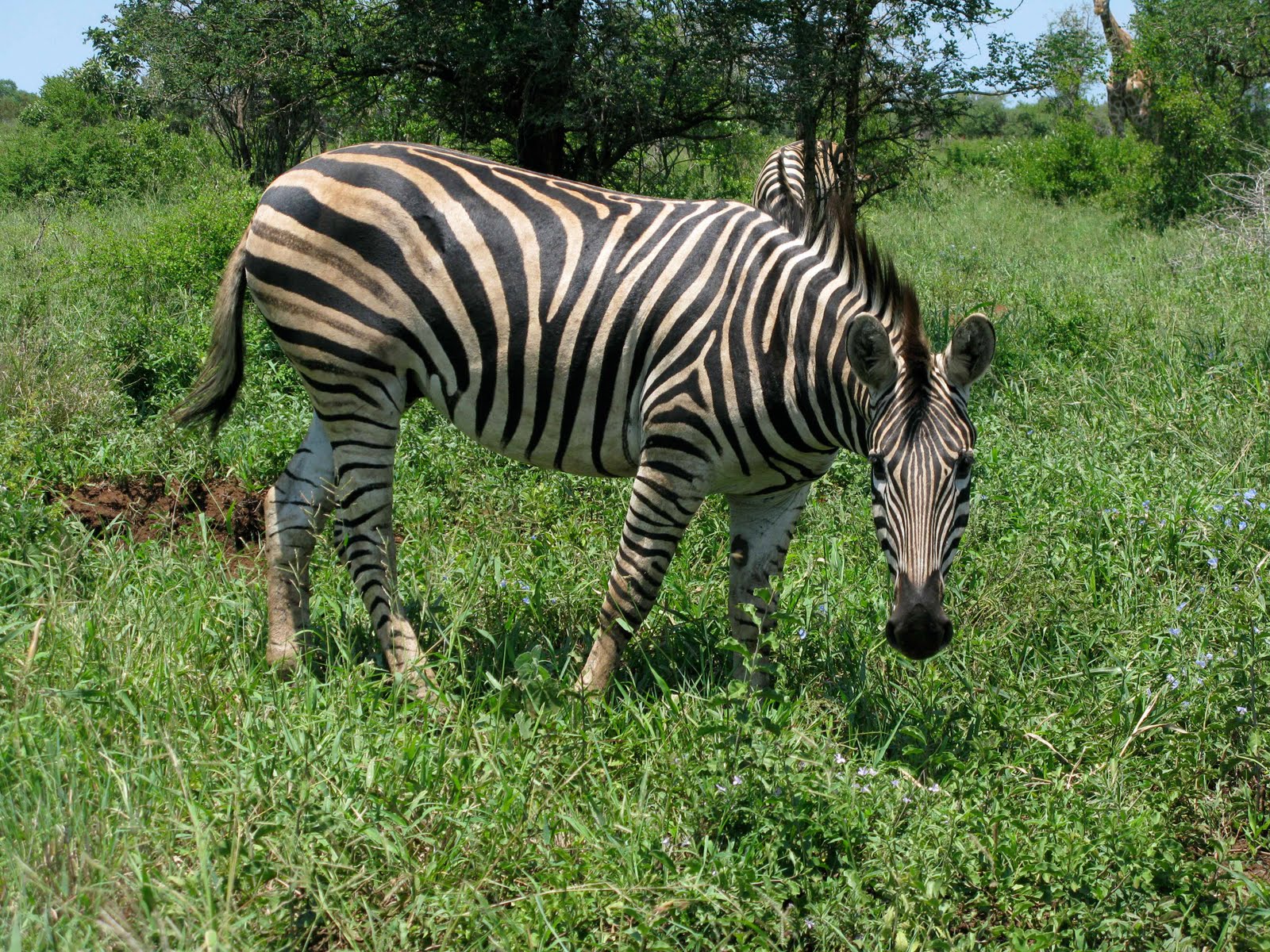 THE MAXI CHANNEL: SELVA AFRICANA