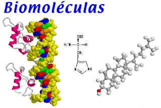 Biomoléculas:¿Qué son?, características, tipos,función, importancia y más