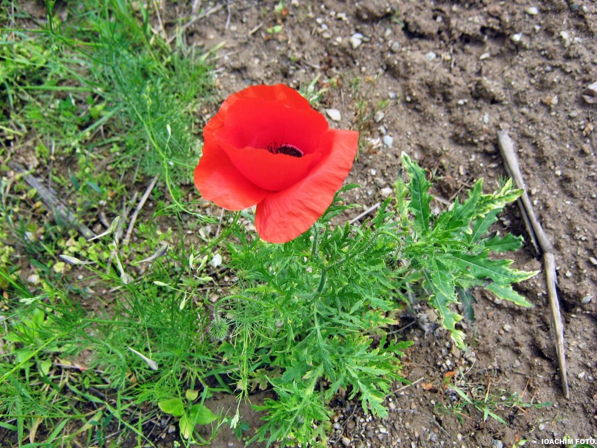 100 Ro: :: Floare de mac