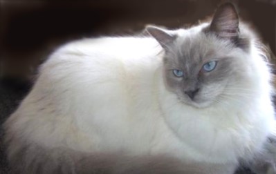 Bow Down To Aurora Fluffy Cat Princess And Irl Snapchat Filter And ...