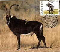 Angola Rising: One of Angola's Treasures: The Giant Sable Antelope
