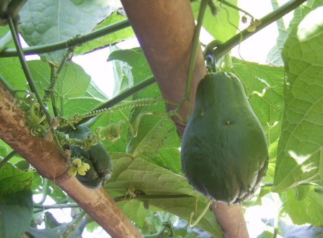 Poemas de Sol: Filosofando com o machuchu