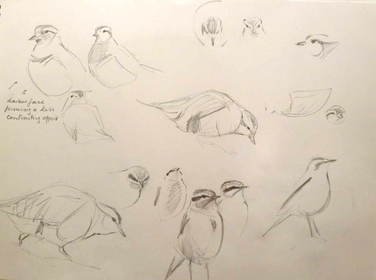 Tim Wootton Wildlife Art: May 2010