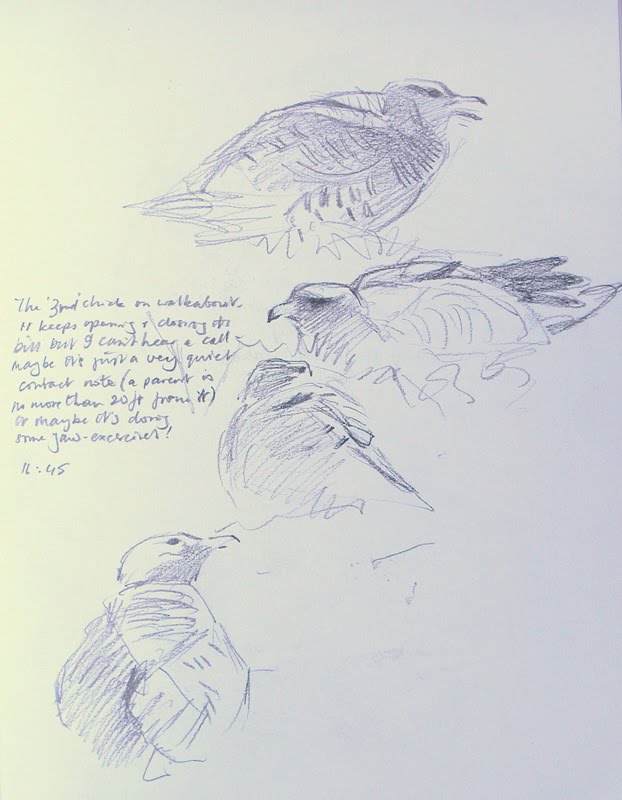 Tim Wootton Wildlife Art: Arctic Skua - the Loveliest Bird