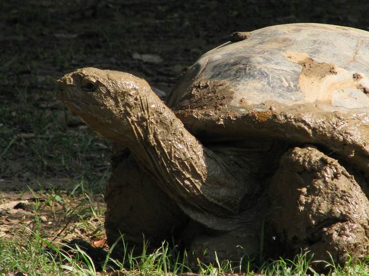 Beasts in a Populous City: One Good Shot: Mud Tortoise