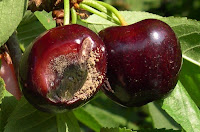 Tree Fruit Disease Update: Cherry rots