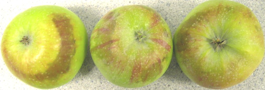 Tree Fruit Disease Update: Low wetting hours, sunburn and heat injury