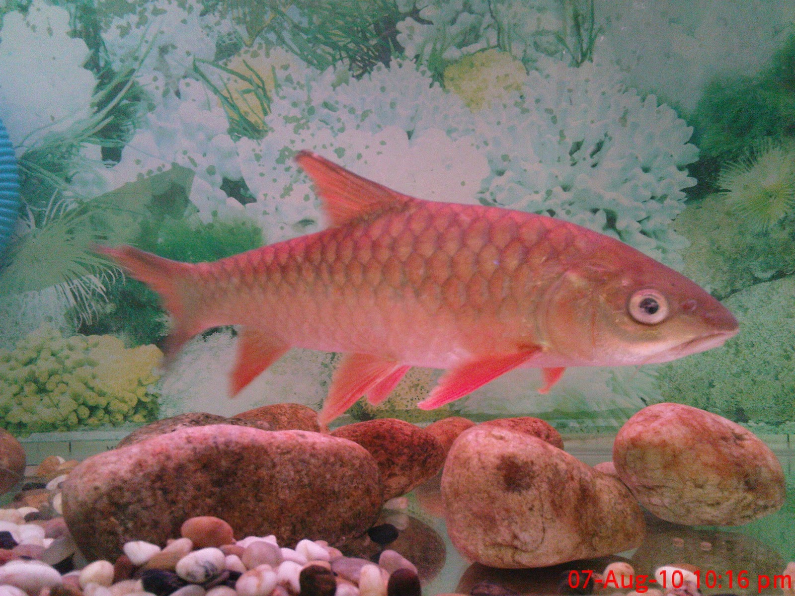 Biru Kehidupanku...: Ikan Kelah @ Mahseer