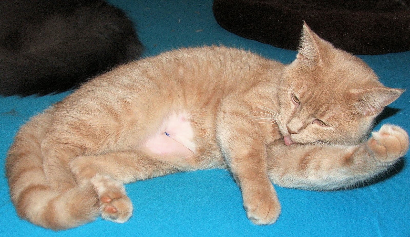 Ozark Mountain Cats: Innie or Outie?