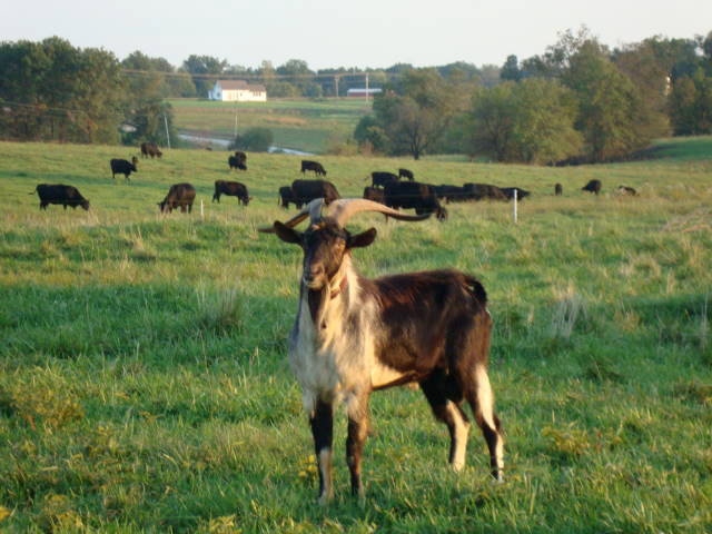 Ozark Mountain Cats: The Mexico Goat revisited