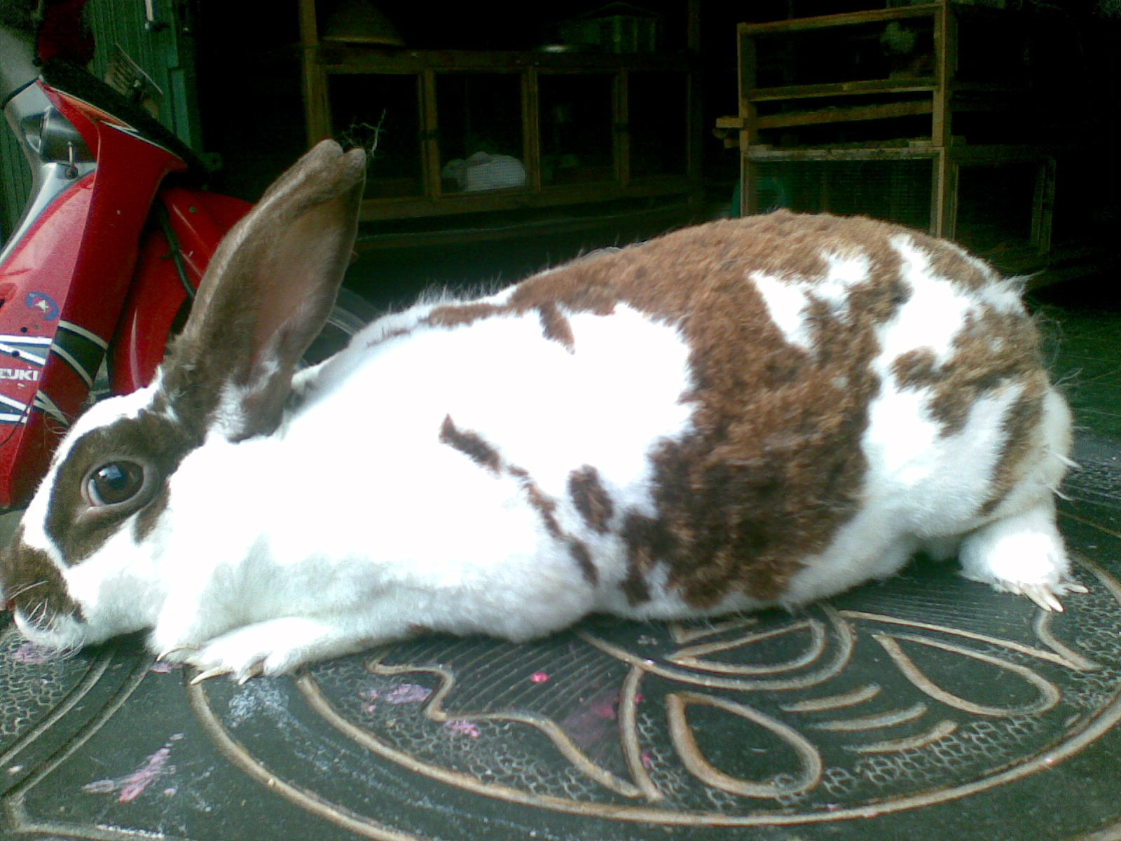 .: Jual Kelinci (Rabbit For Sale)