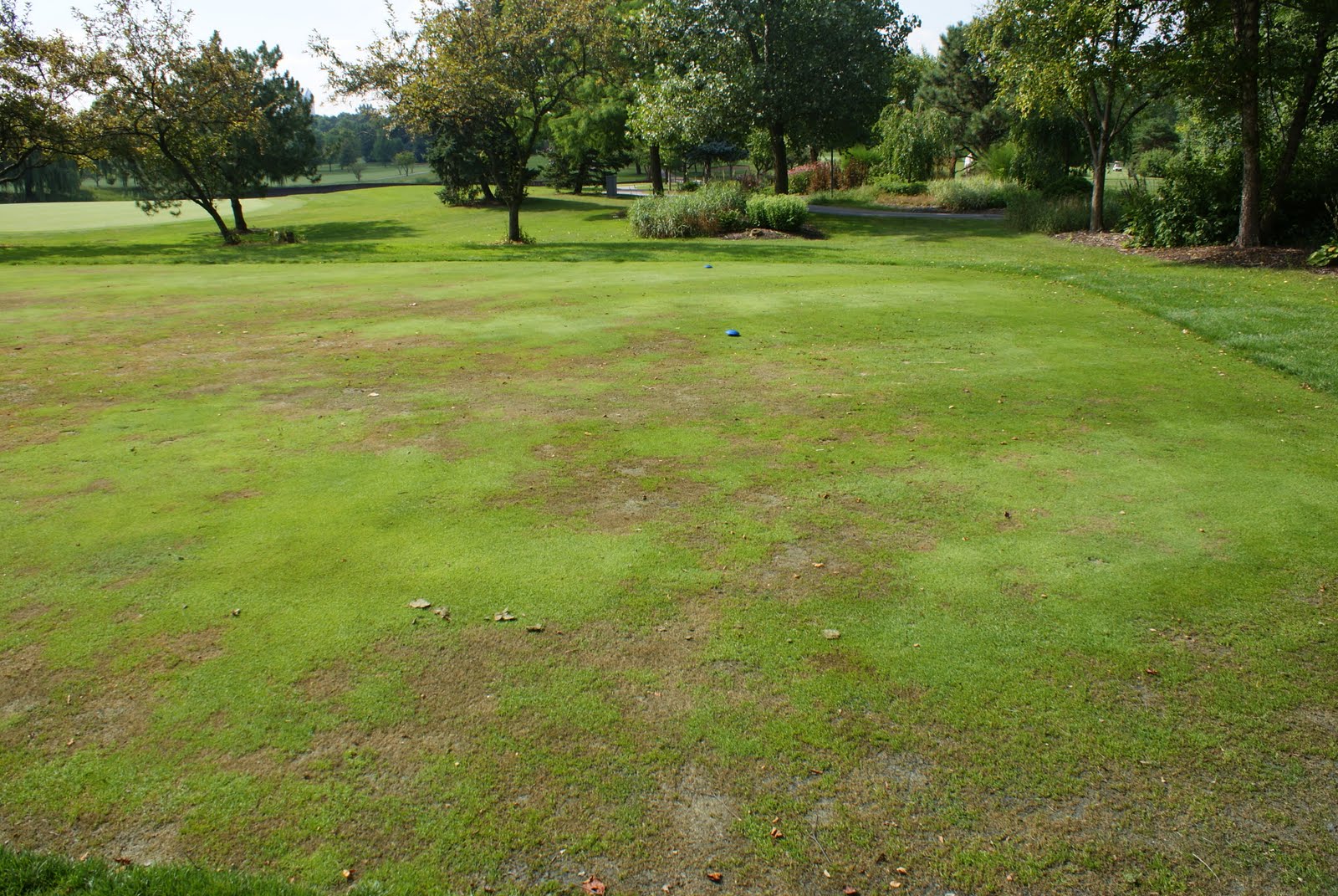 Sugar Creek Golf Course Blog: Turf Notes: Summer Decline of Annual ...