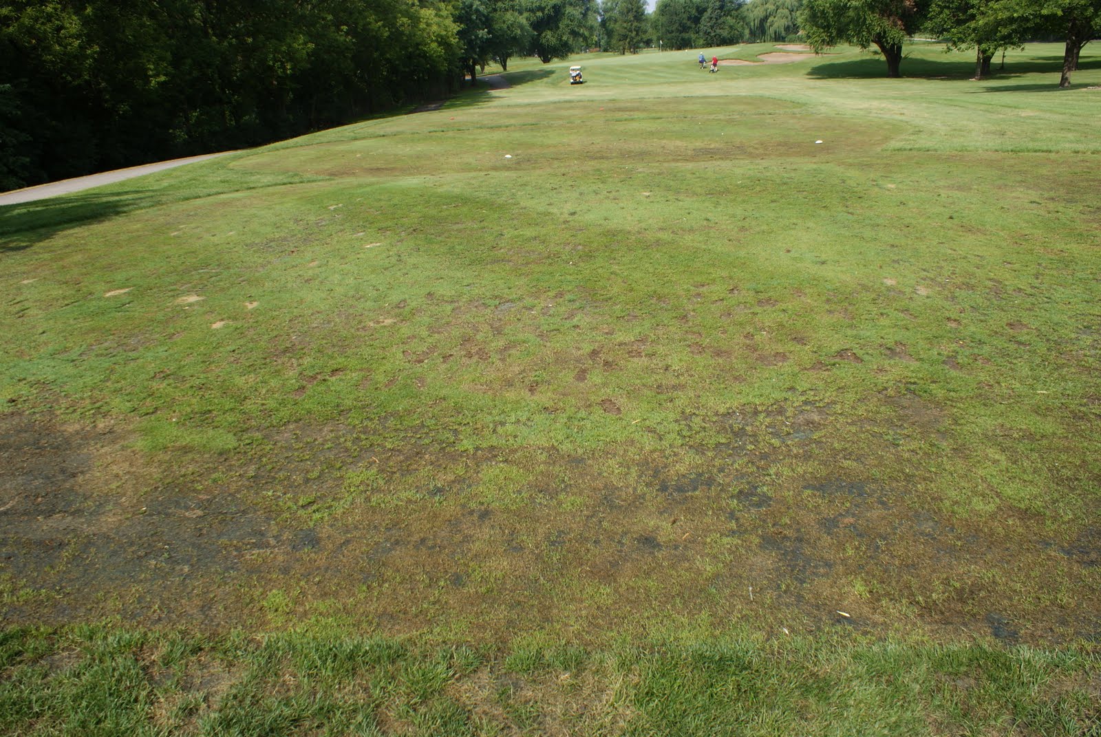 Sugar Creek Golf Course Blog: Turf Notes: Summer Decline of Annual ...