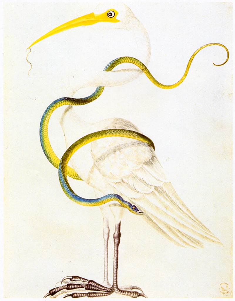 My Tribe: Maria Sibylla Merian