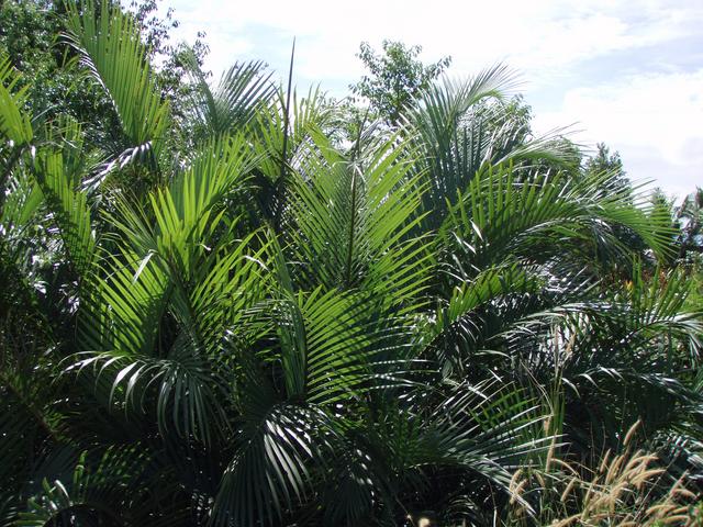 Pelancongan Terengganu: Kampung Jenang Di Daerah Marang