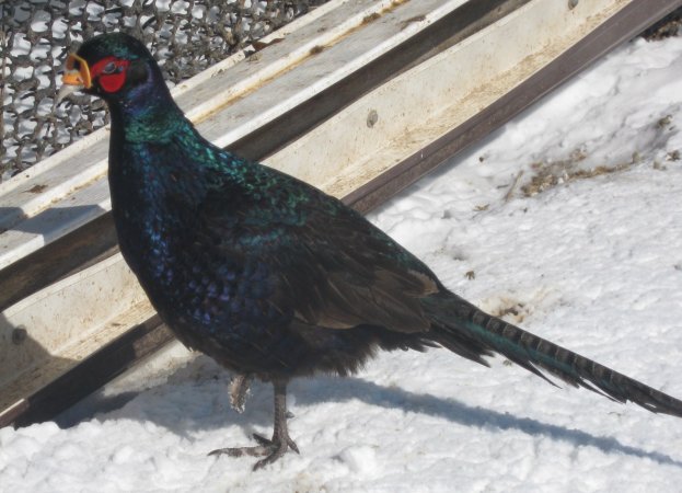 Pelancongan Terengganu: Taman Kuang Ajil