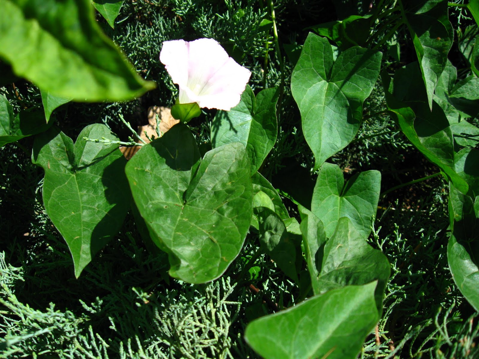 New York City Wildflowers: Hedge bindweed