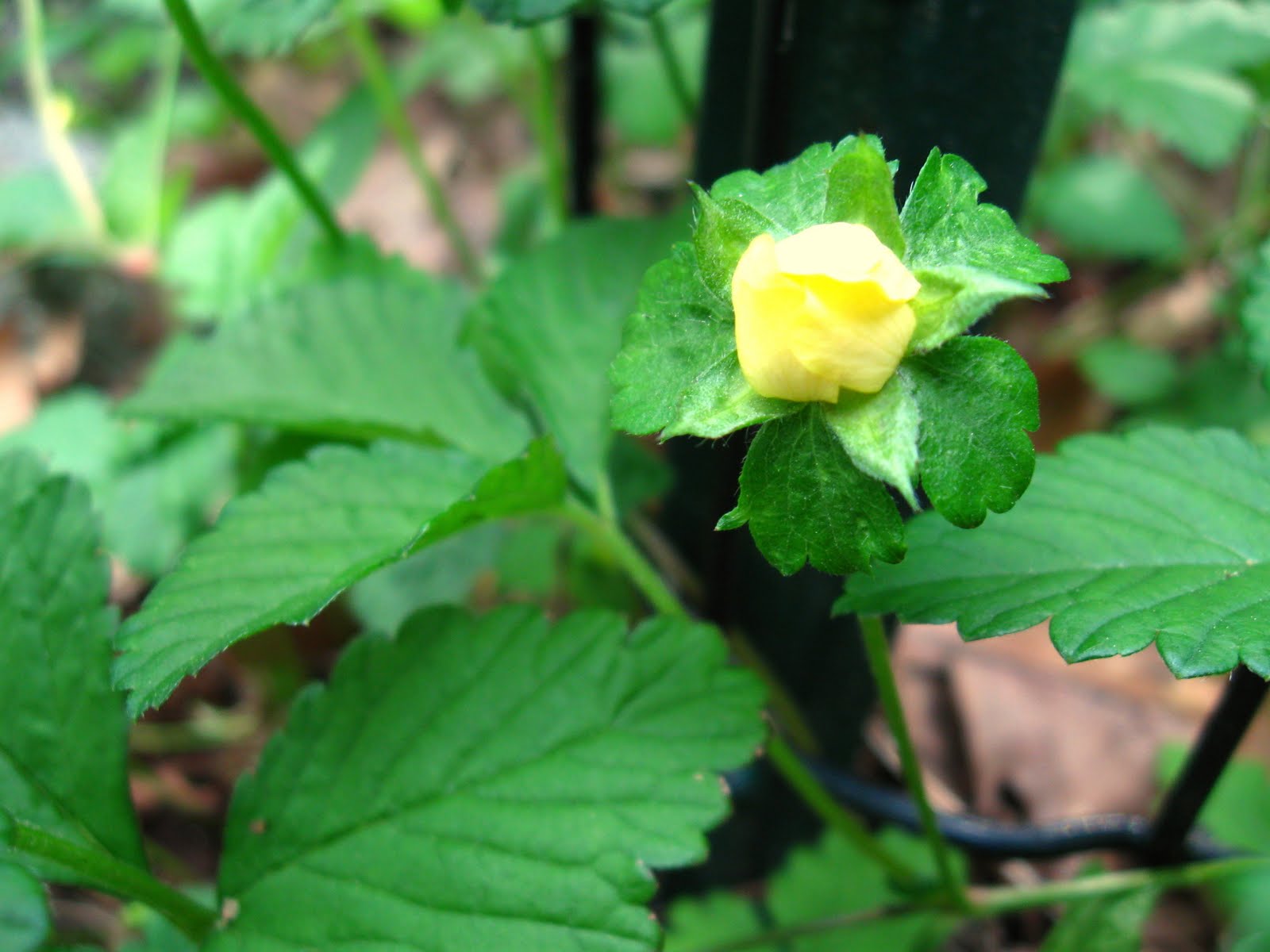 Yellow Strawberry Flower