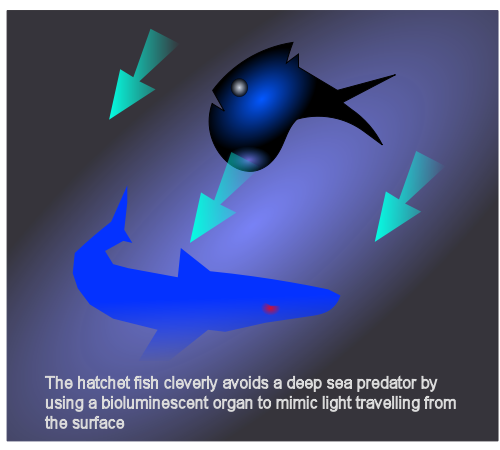 The Hadal Zone Concept Explained a bit better (a deeeeper deep ocean ...