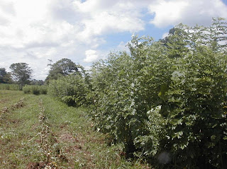 Otra óptica del desarrollo: Gliricidia (mata ratón): usos y distancias ...