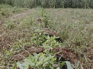 Otra óptica del desarrollo: Manejo Integrado de Malezas en la Siembra ...