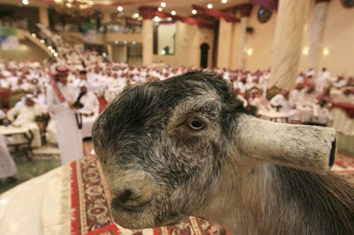 Daily Emails: Goat competition in saudi arbia...