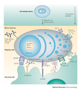 Jack's Multiple Myeloma Story: Targeted Therapy and The Myeloma Cell