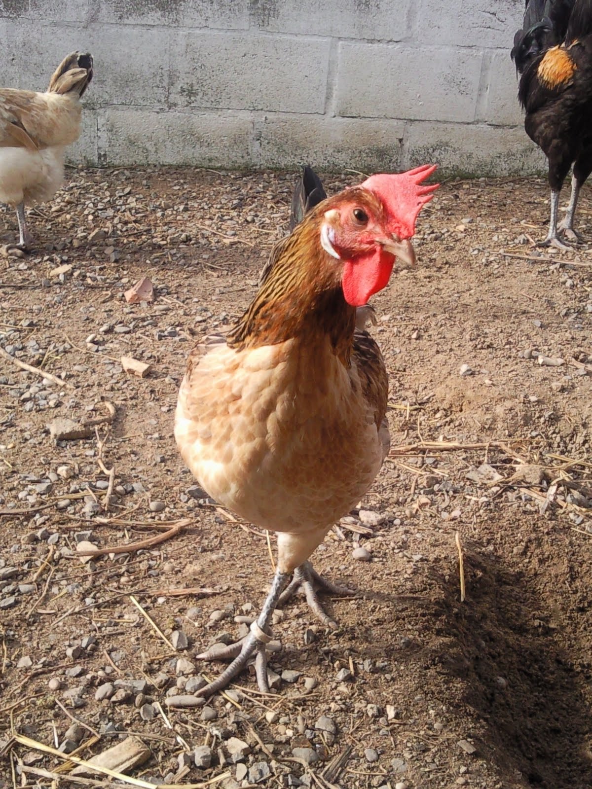 El Gallinero de Paco Y Manue
