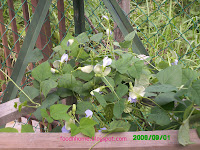 Home and Food: Stir Fried Four Angled Beans