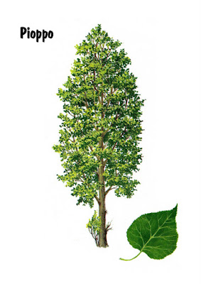 AngyDemon666: Pioppo