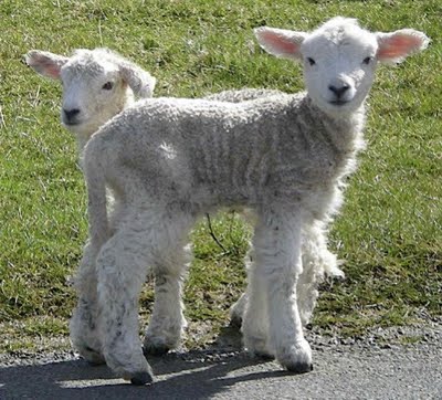 Ovejas bebés fotos - Imagui