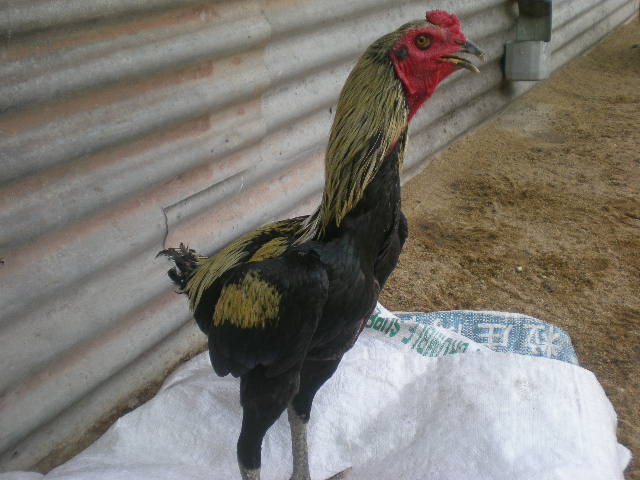 Ayam Pama Kacukan: Pama + ganoi + thai 2