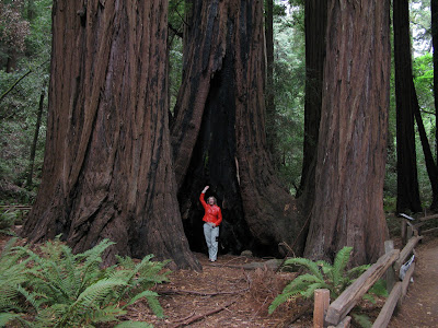 LARRY'S RAMBLE: Muir Woods National Monument....