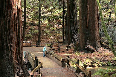 LARRY'S RAMBLE: Muir Woods National Monument....