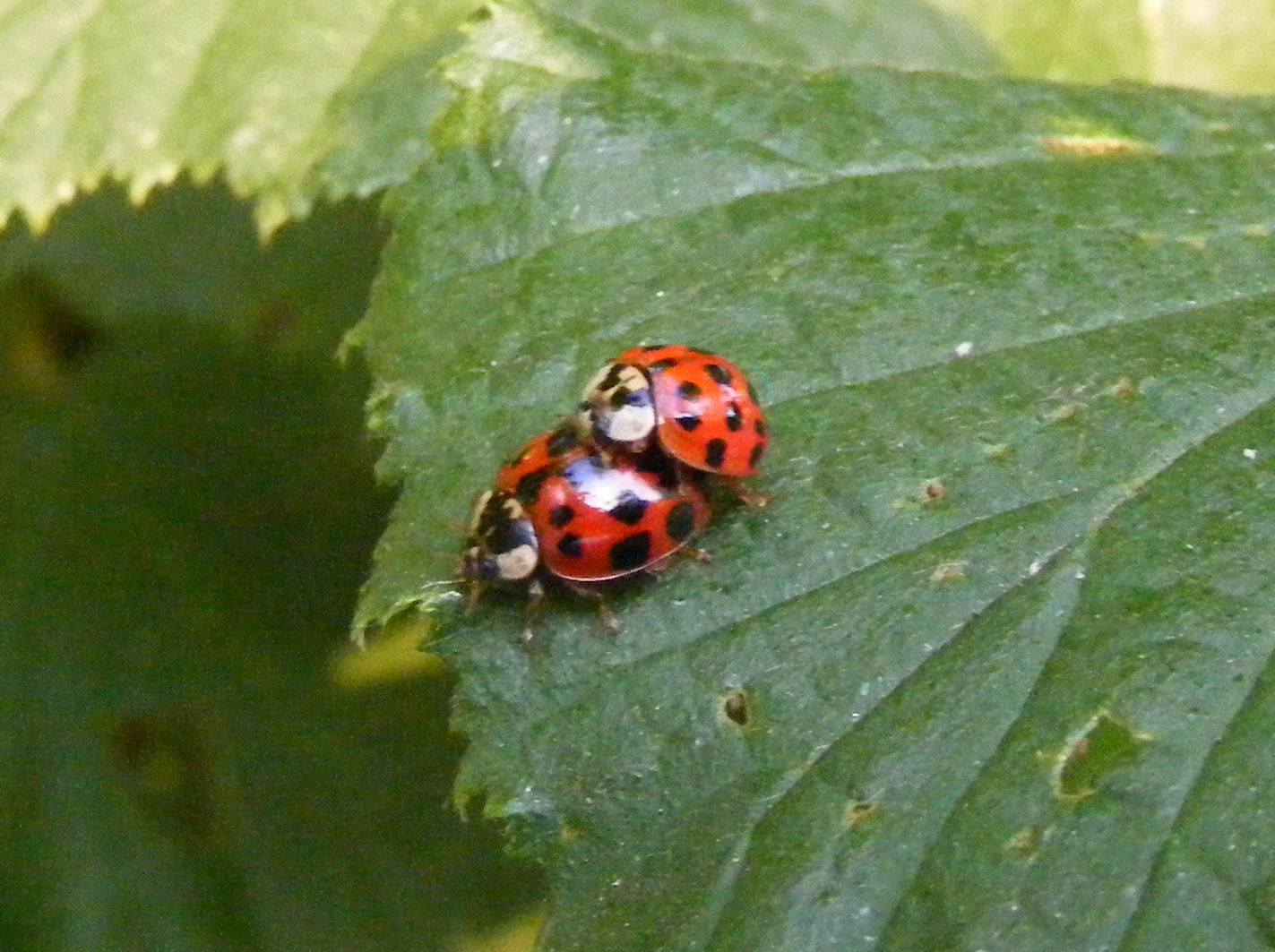 The Disillusioned Taxonomist: Invasive Species: Harlequin Ladybird
