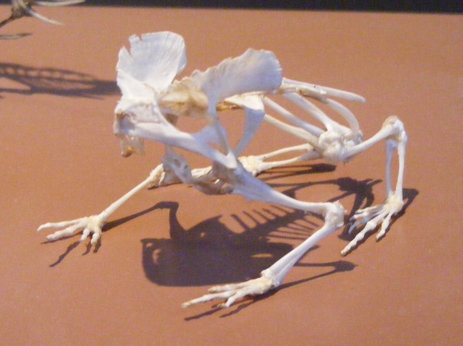 The Disillusioned Taxonomist: Anuran overload