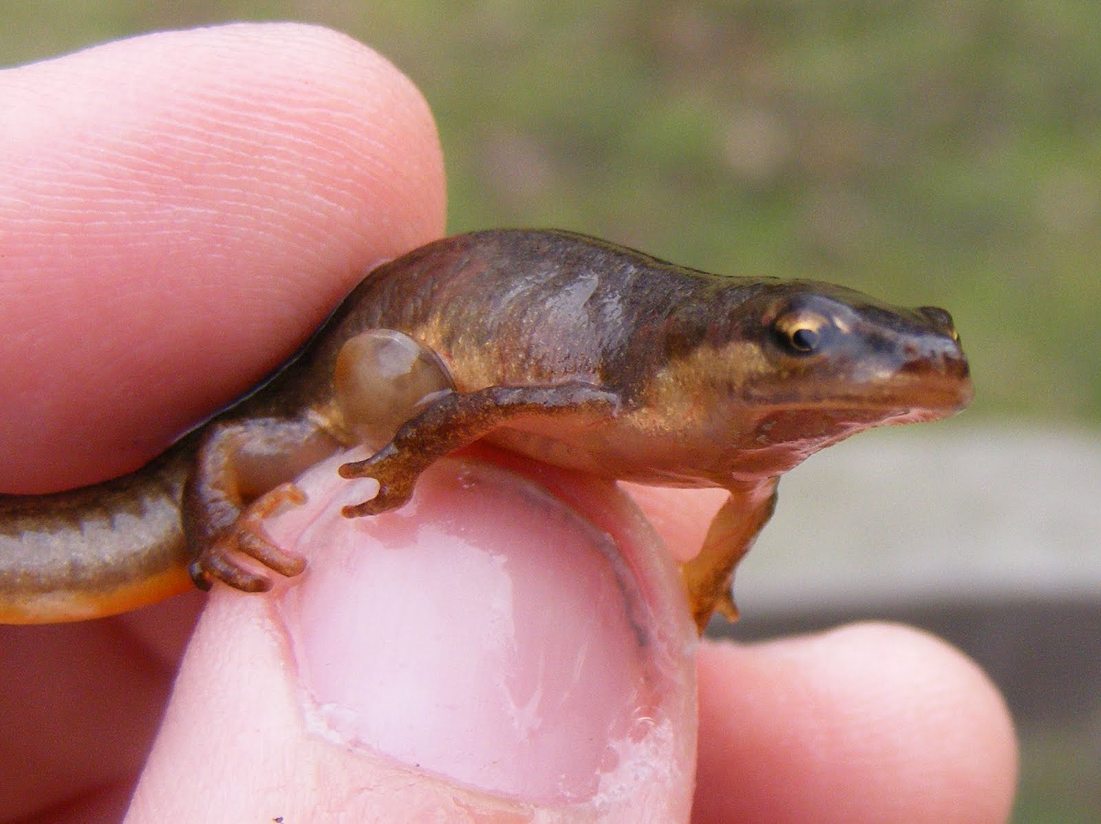 The Disillusioned Taxonomist: Caudata