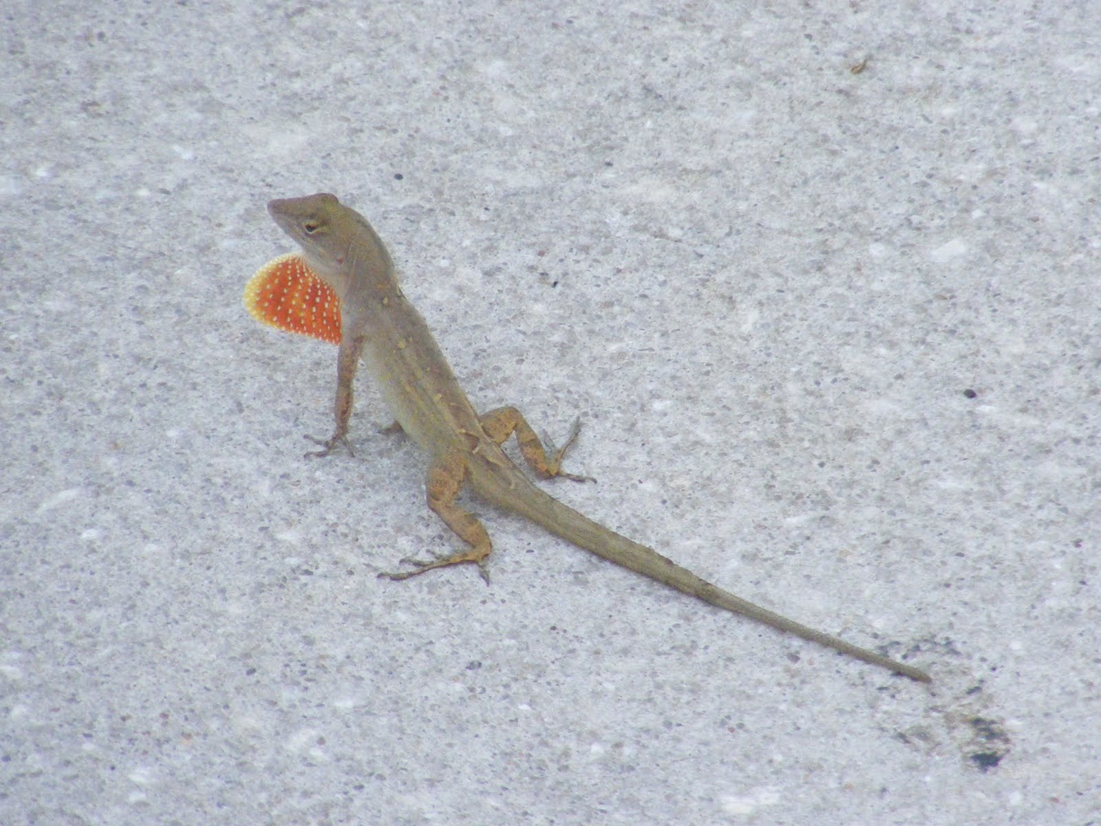 The Disillusioned Taxonomist: Squamates Part II