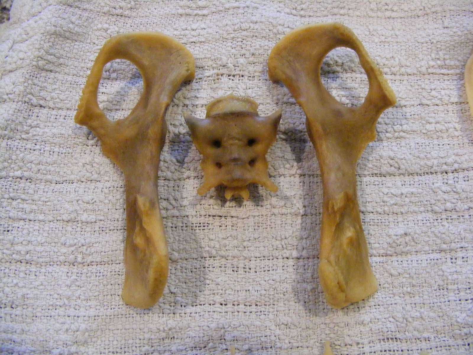 The Disillusioned Taxonomist: When a fox dies