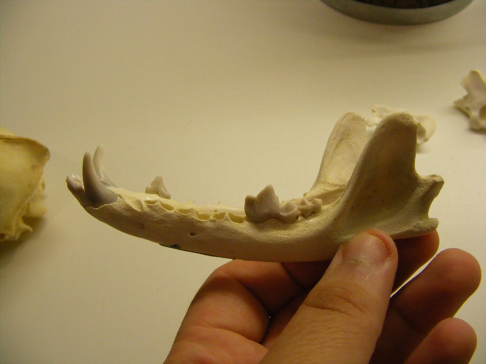 The Disillusioned Taxonomist: When a fox dies