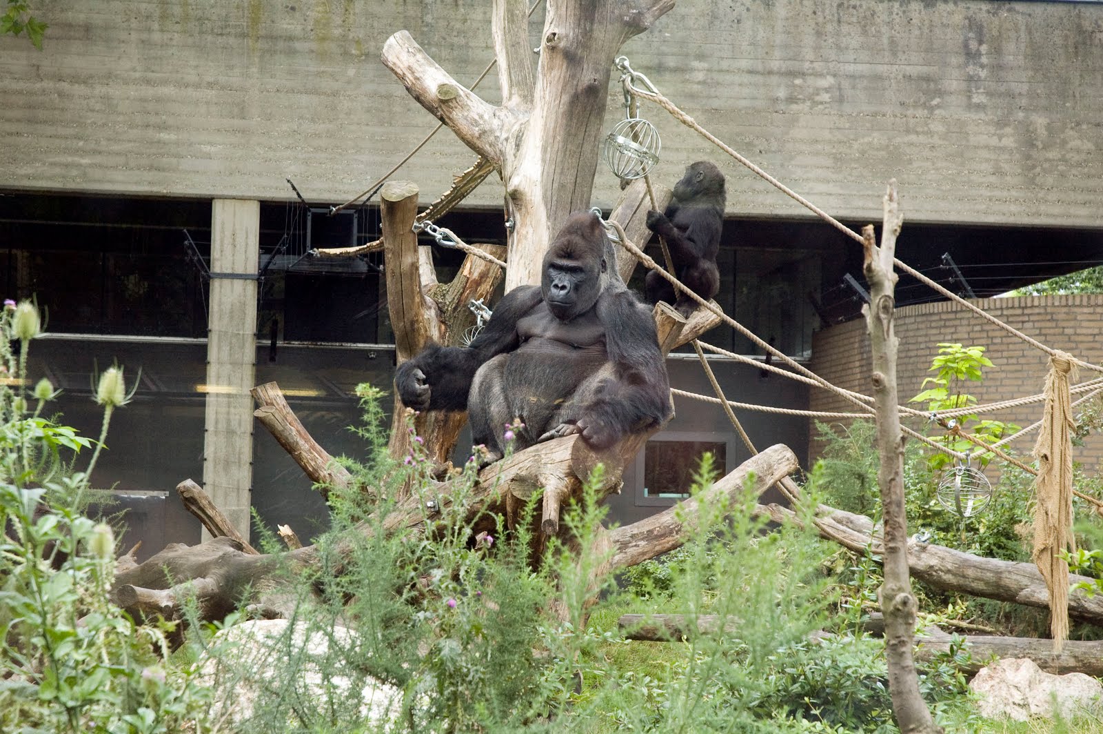 Herman's Corner: Amsterdam Zoo - Artis