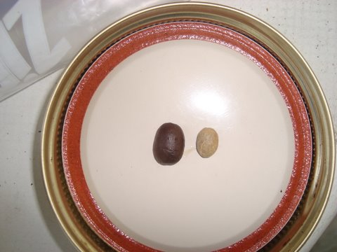 Culinary Alchemy: Cool Beans! - Empowering The People