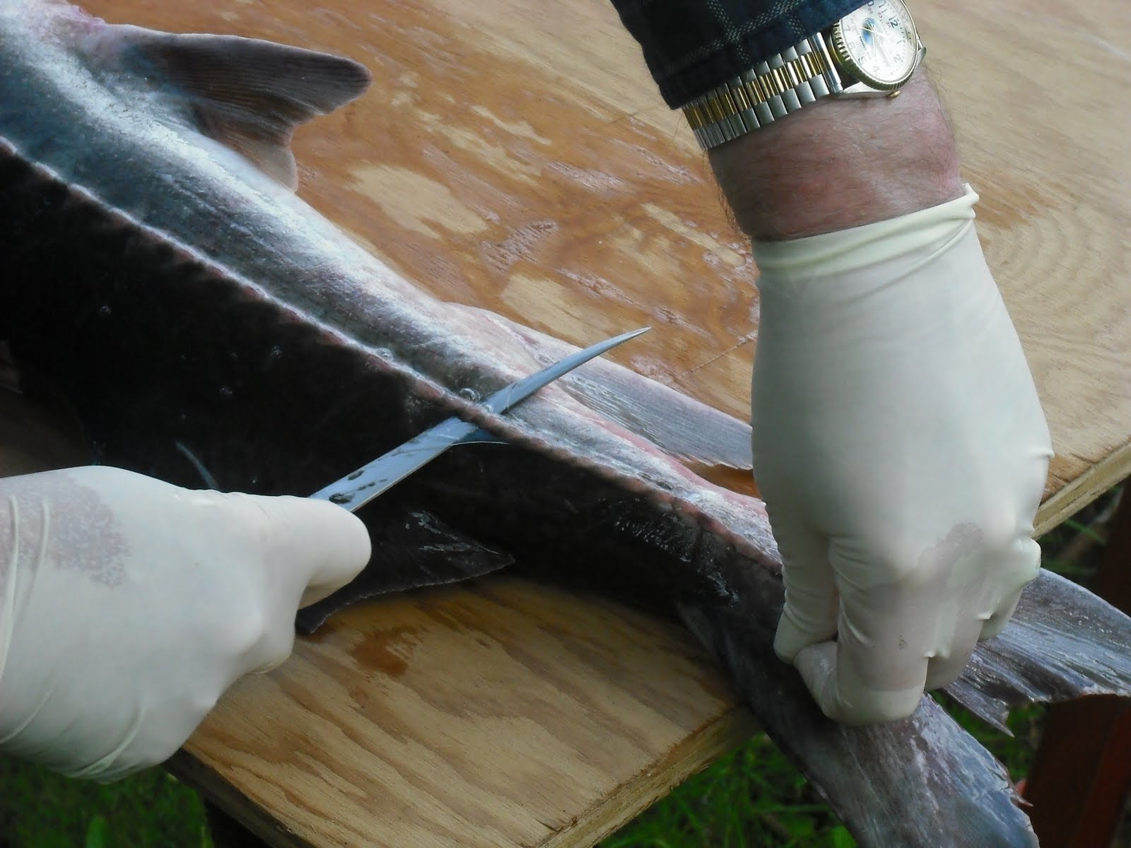 Culinary Alchemy: Like a Sturgeon, Caught For the Very First Time - How ...