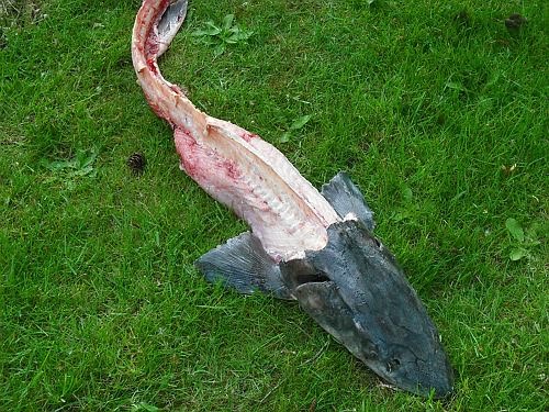 Culinary Alchemy: Like a Sturgeon, Caught For the Very First Time - How ...