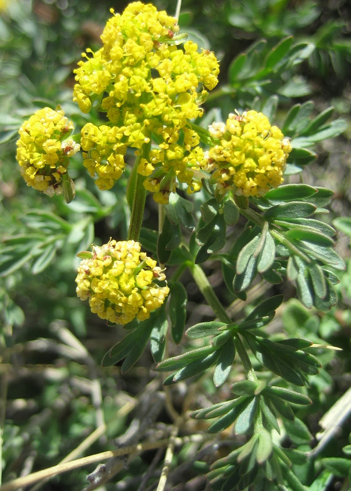 EcoRover: First Bear of Spring