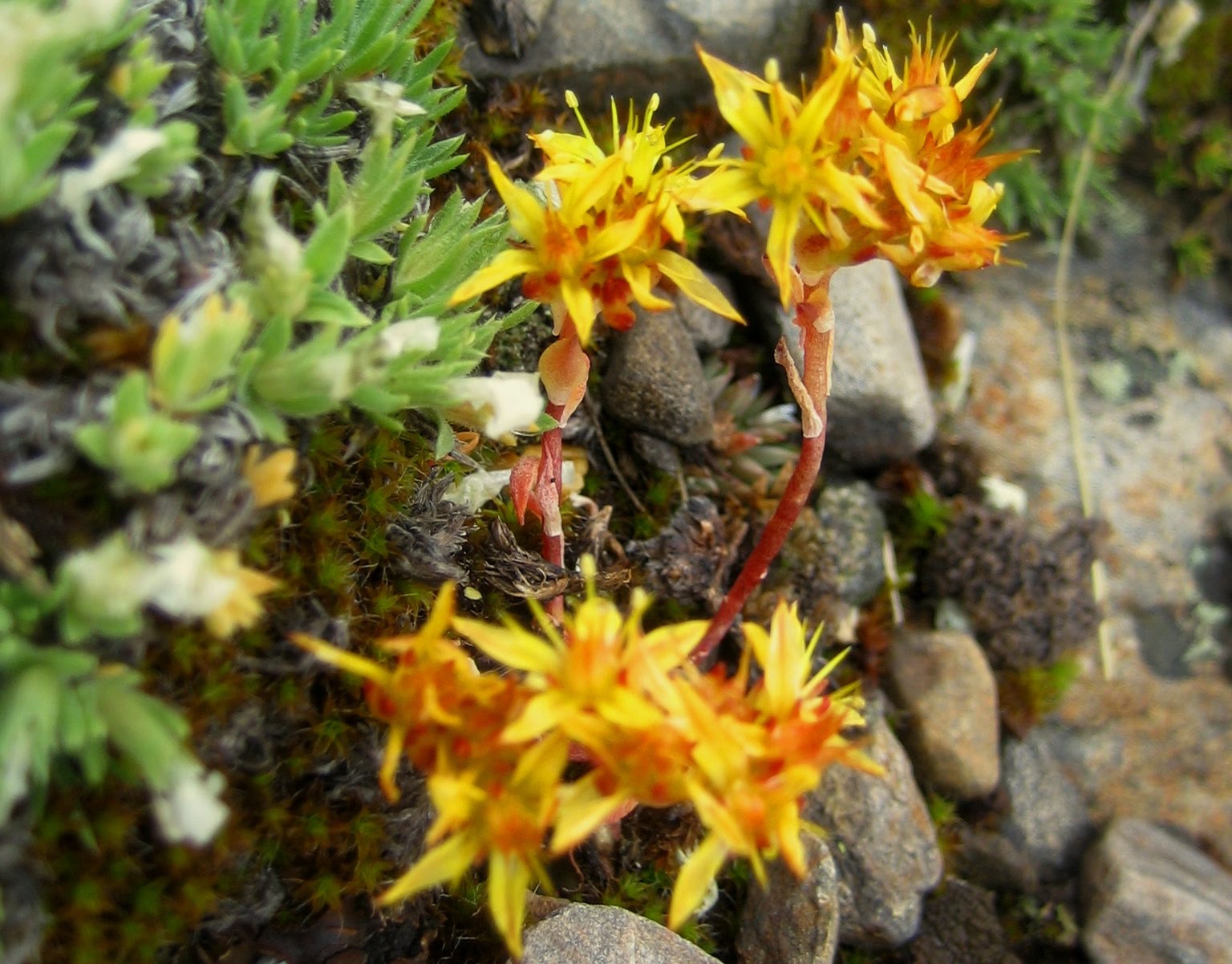 EcoRover: Bushwhacking, Peakbaggin, and Wilderness: Sullivan Creek to ...